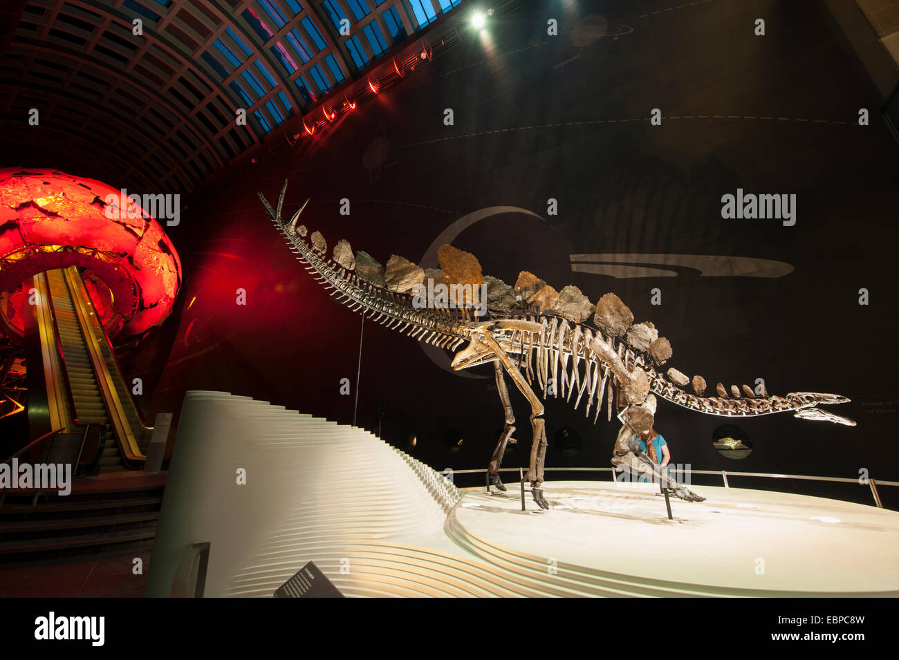 London, UK. 3rd December, 2014. The 150 million year old Stegosaurus ...