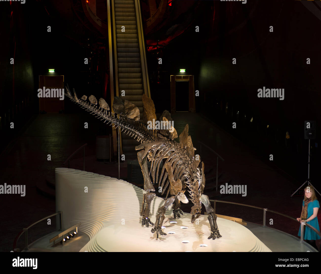 Stegosaurus stenops hi-res stock photography and images - Alamy