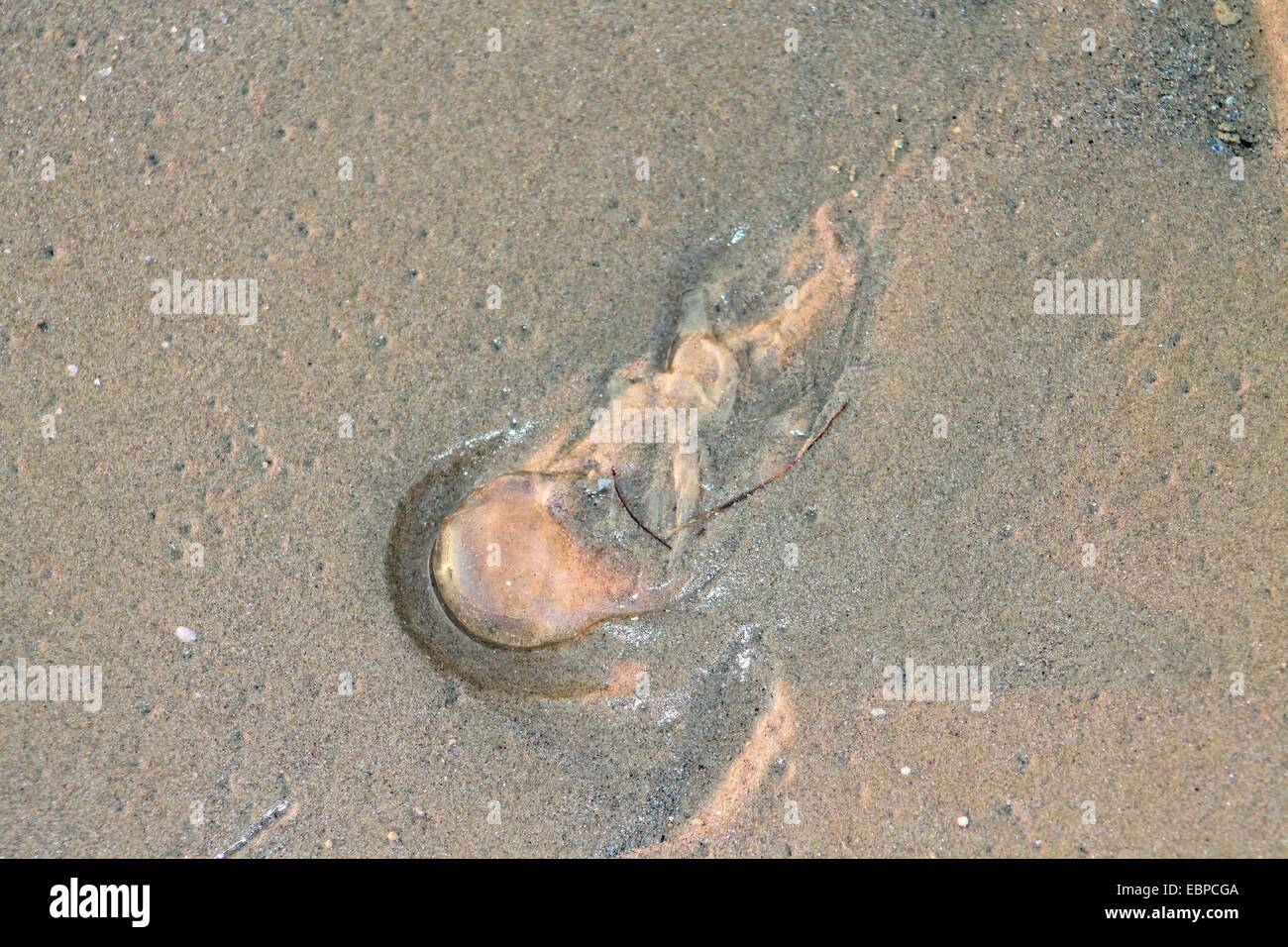 small jellyfish on the beach Stock Photo - Alamy