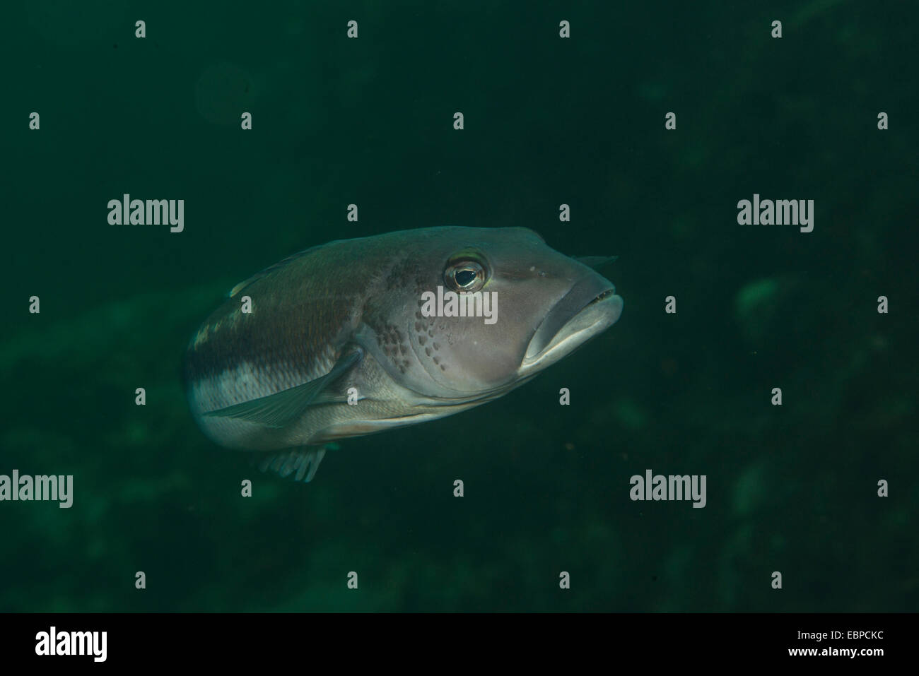 Blue cod, fiordland, New Zealand Stock Photo - Alamy