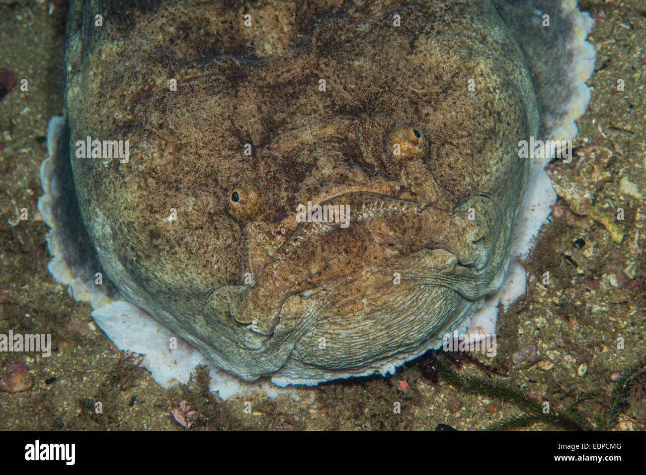 Stargazer Fish High Resolution Stock Photography and Images - Alamy