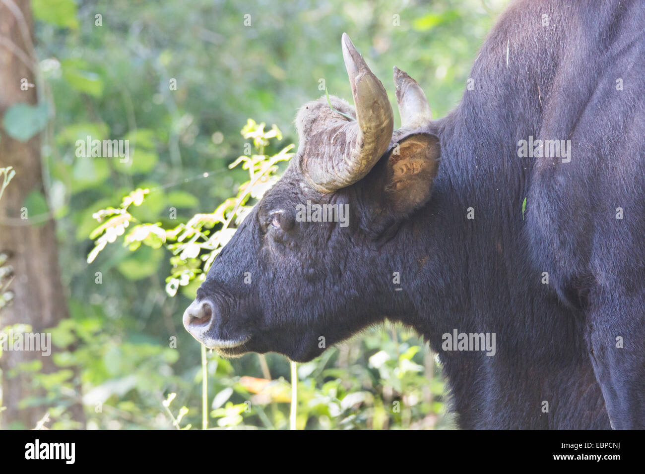 Indian Bison or Gaur Stock Photo - Alamy