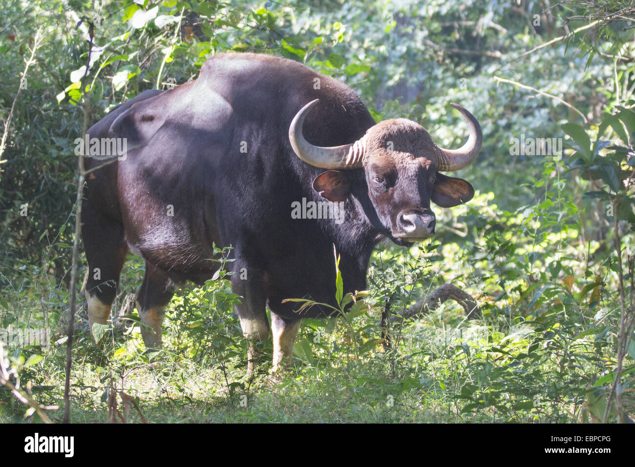 Indian Bison or Gaur Stock Photo - Alamy