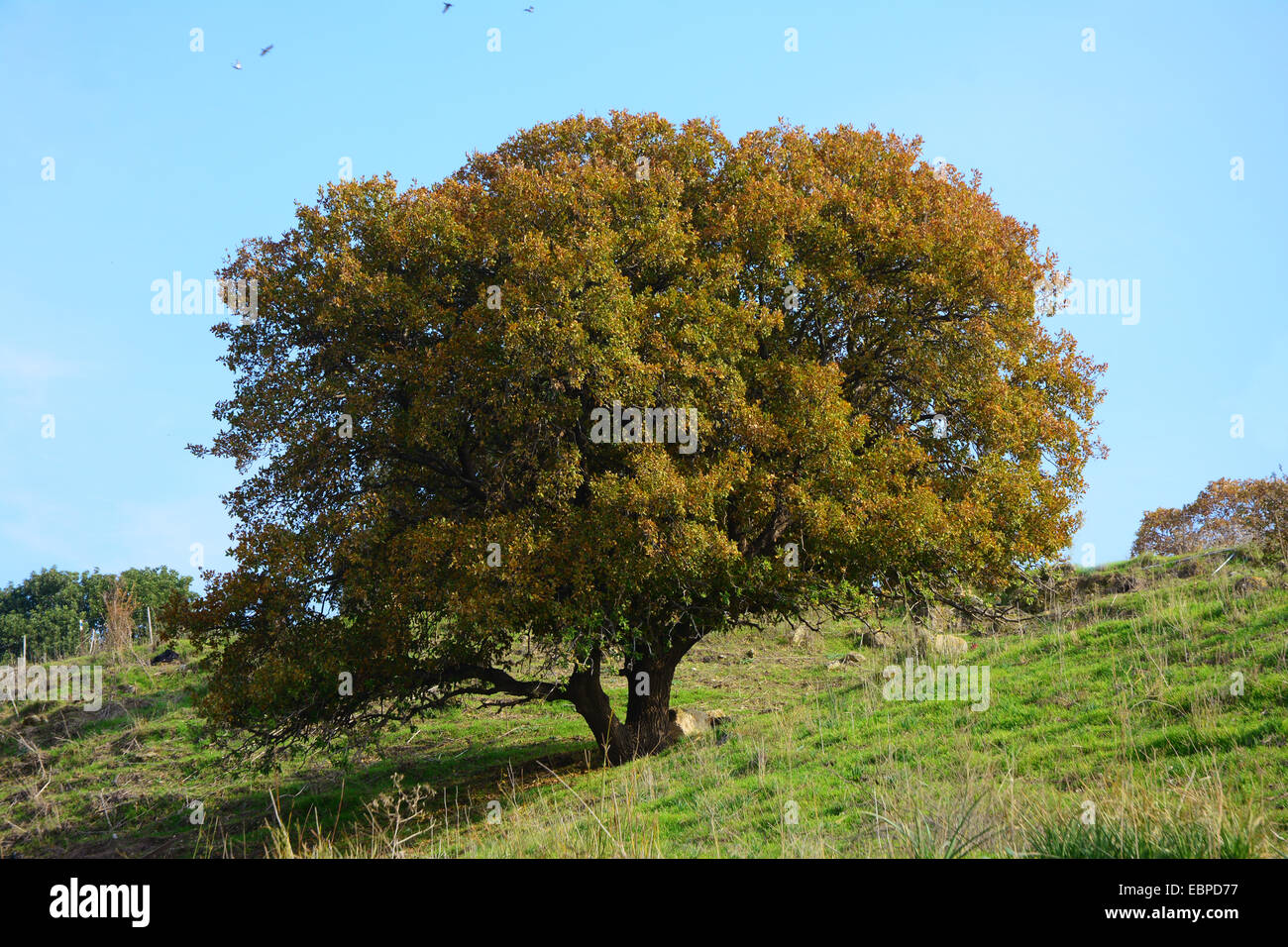 Israel tree oak hi-res stock photography and images - Alamy