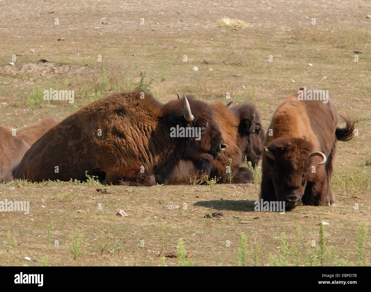 American bison lay down usa hi-res stock photography and images - Alamy