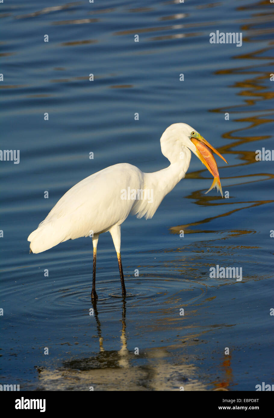 Great egret Swallow fish Stock Photo - Alamy