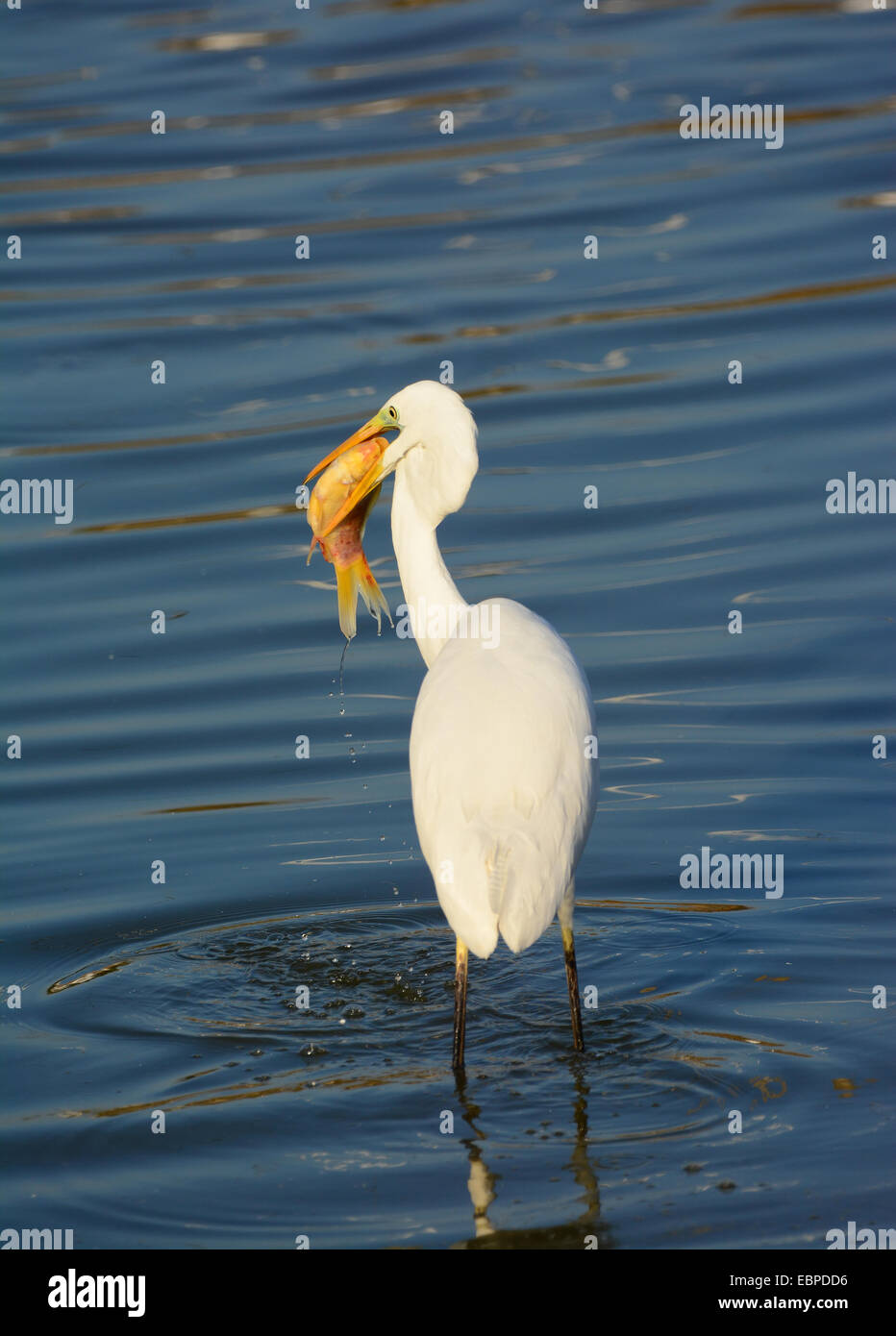 Great egret Swallow fish Stock Photo - Alamy