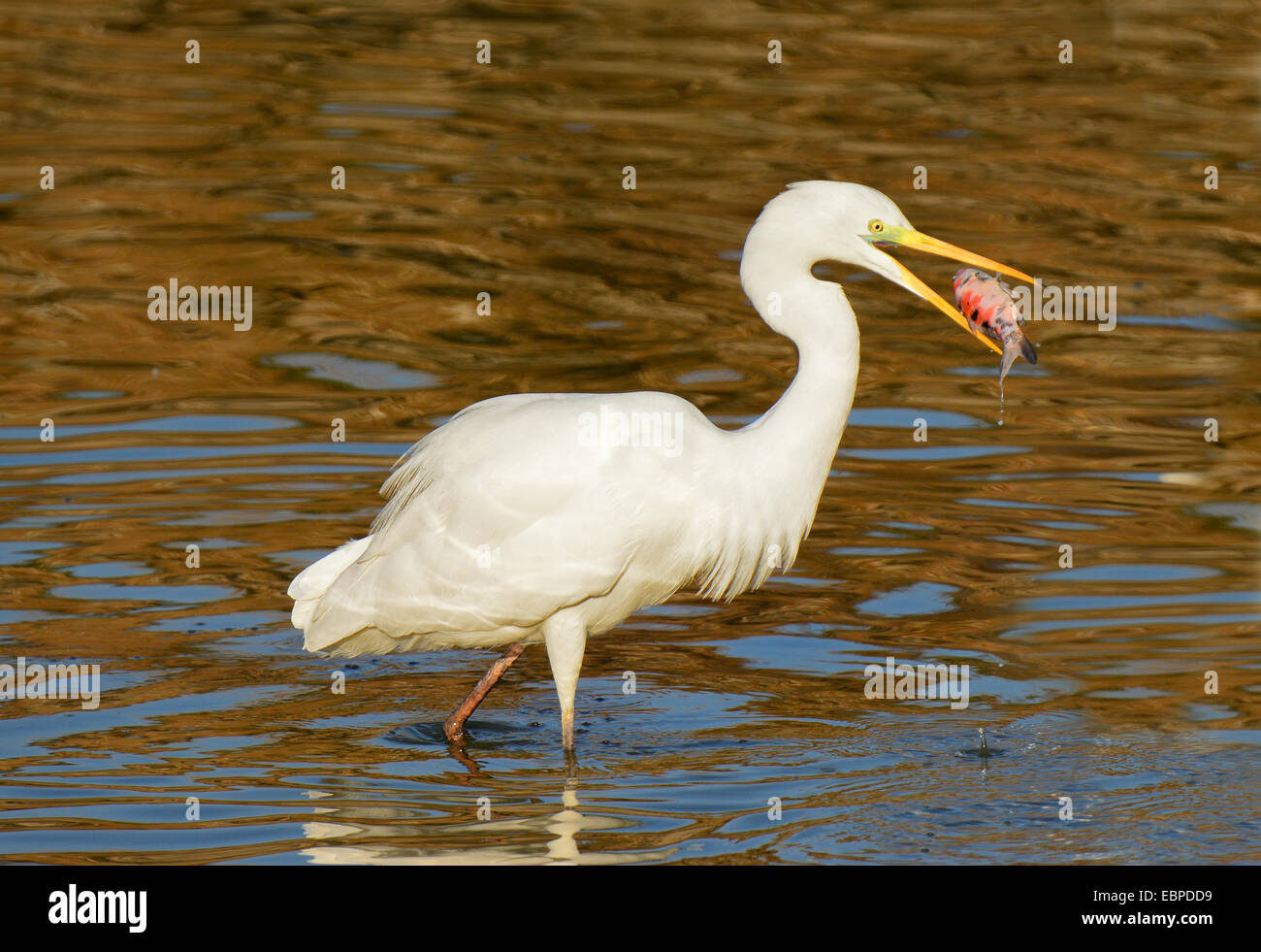 Great egret Swallow fish Stock Photo - Alamy