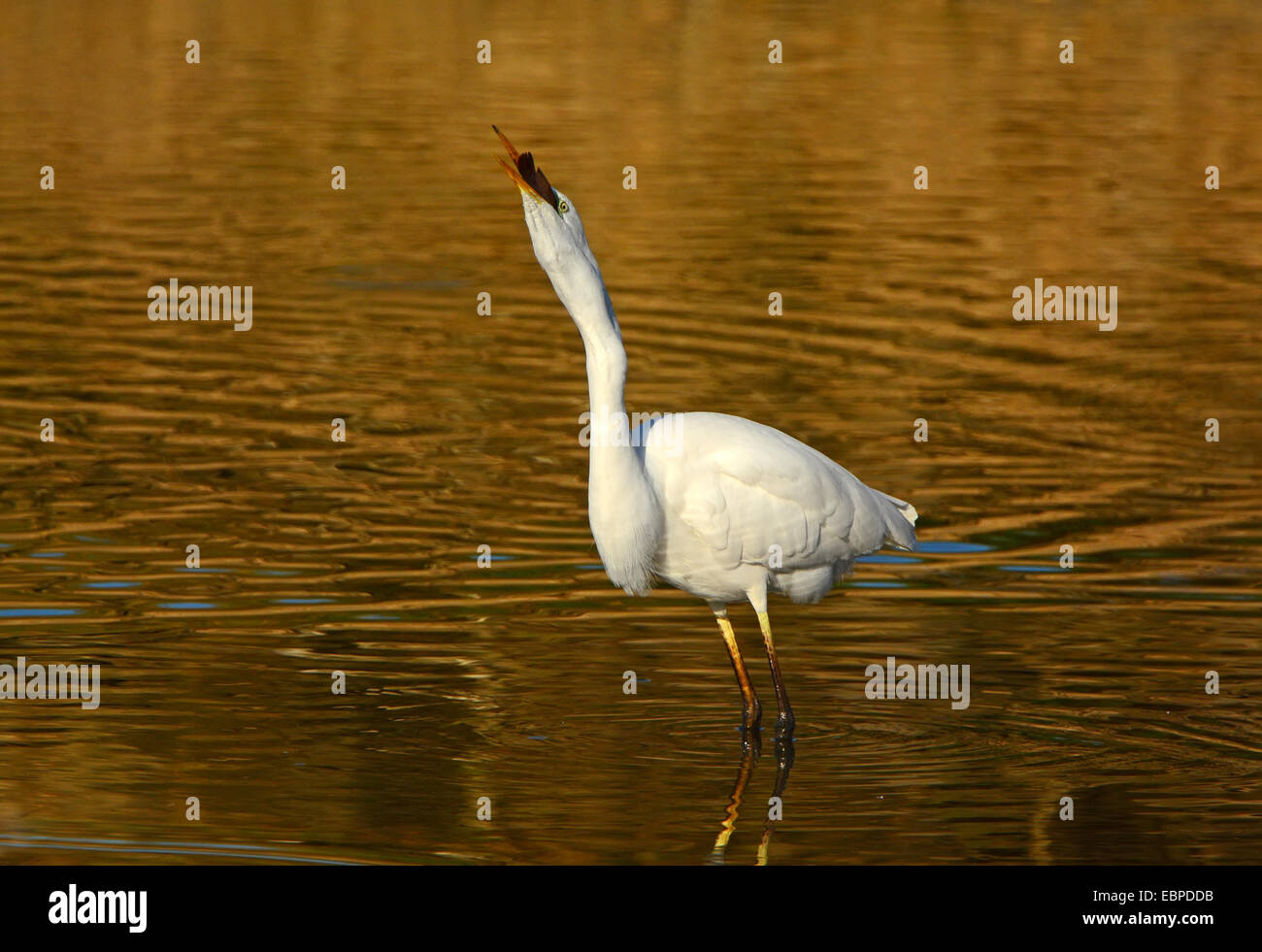 Great egret Swallow fish Stock Photo - Alamy