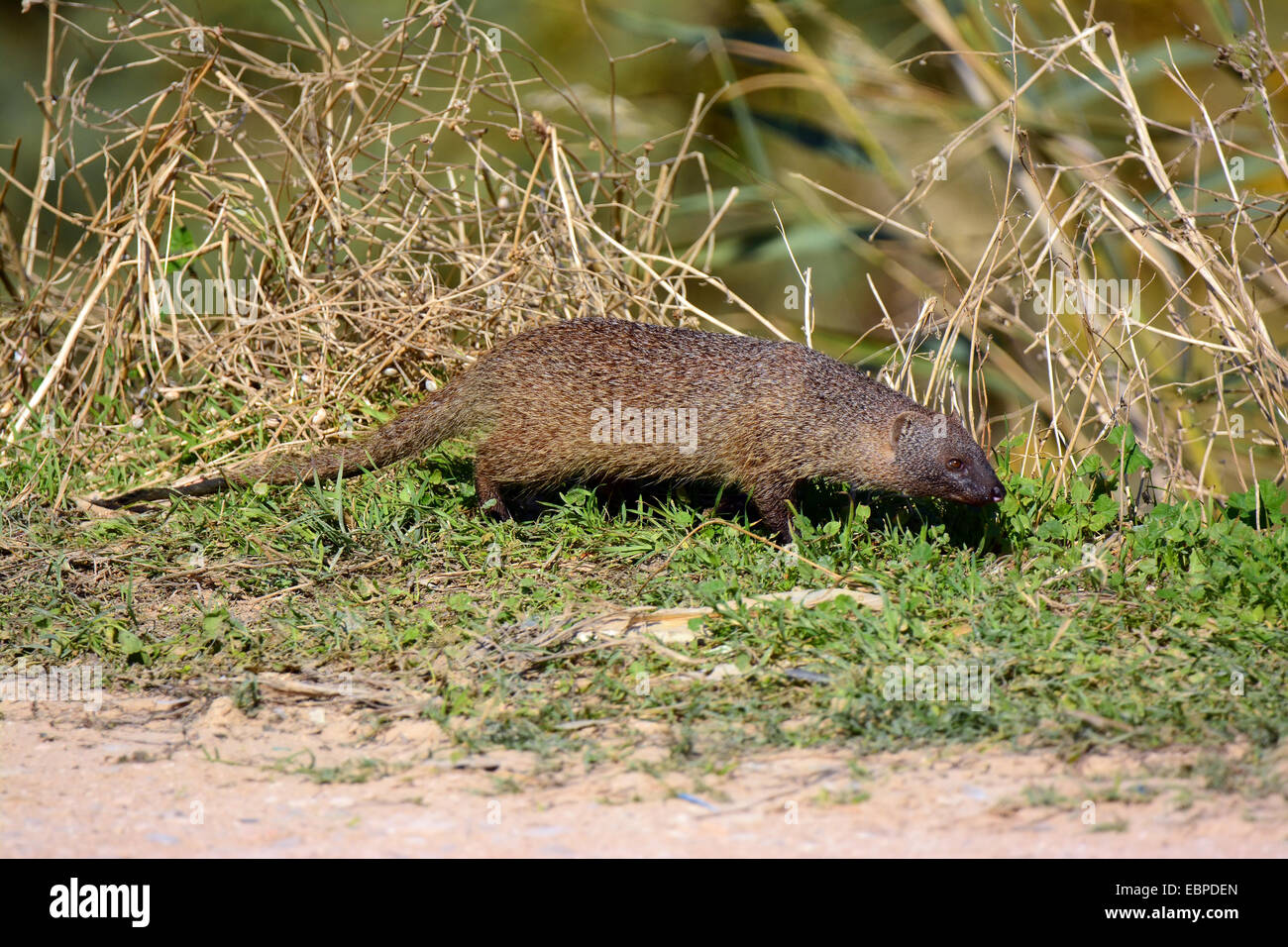 Egyptian mongoose , Herpestes ichneumon, Common mongoose Stock Photo ...