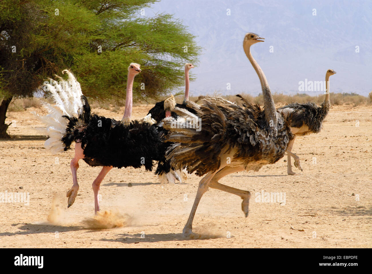 Ostrich run in the desert Stock Photo - Alamy