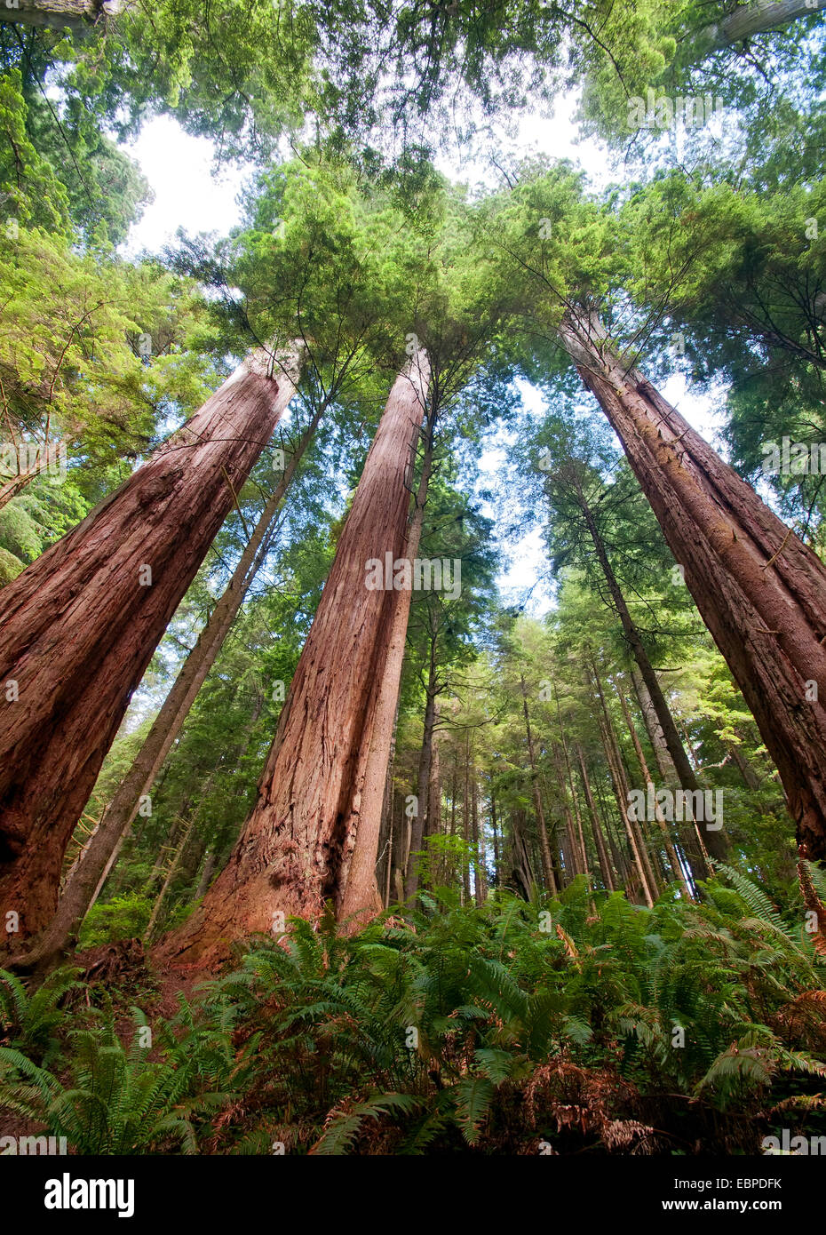 Tall redwood trees in lush hi-res stock photography and images - Alamy