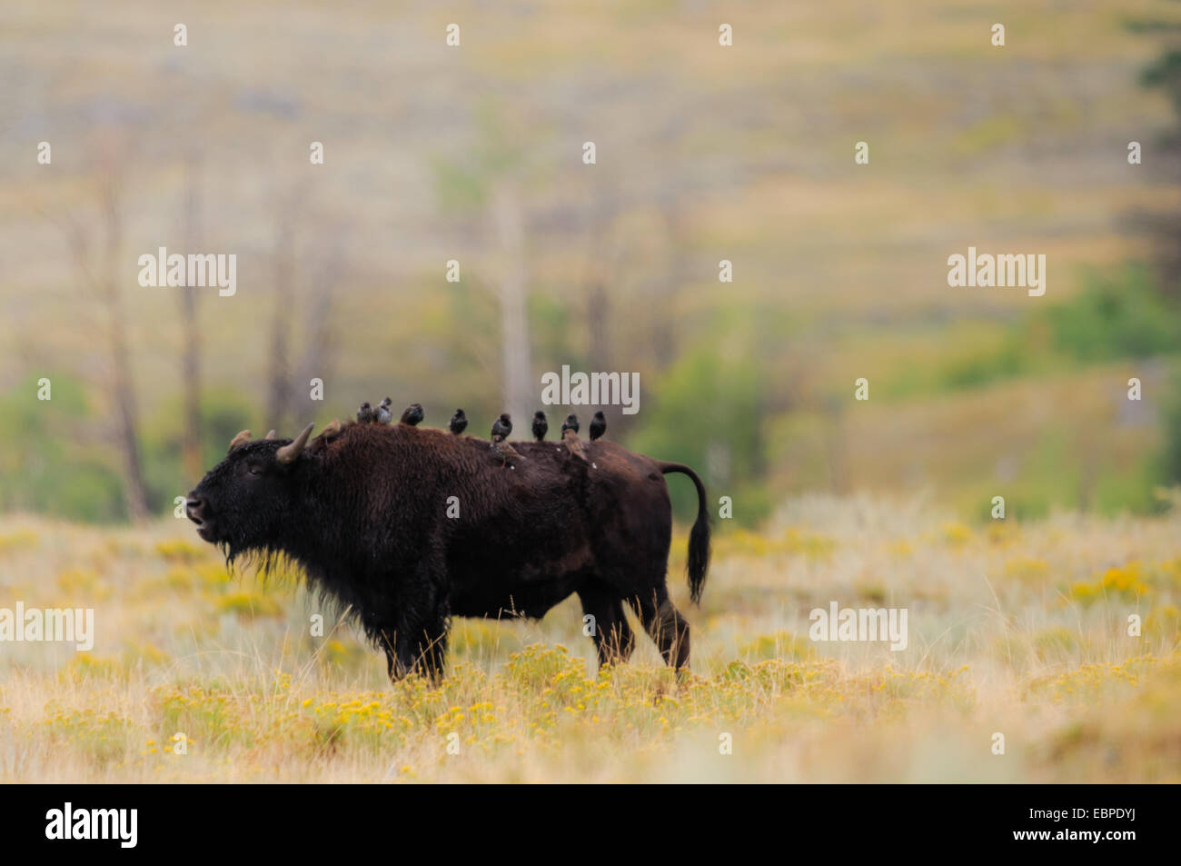 Wild Bison herd of Lamar Valley, Yellowstone National Park Stock Photo ...
