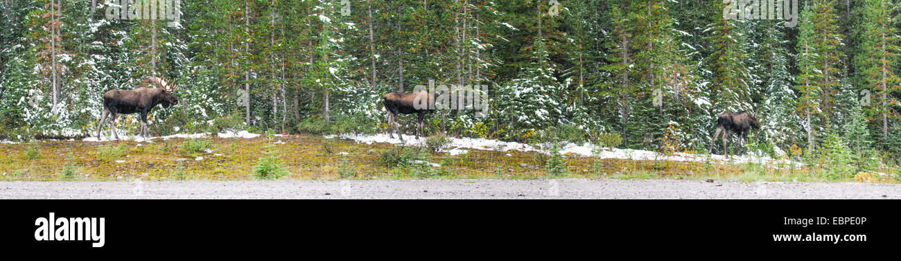 Wild Canadian Bull Moose with Antlers on a parkway roadside in the Snow ...