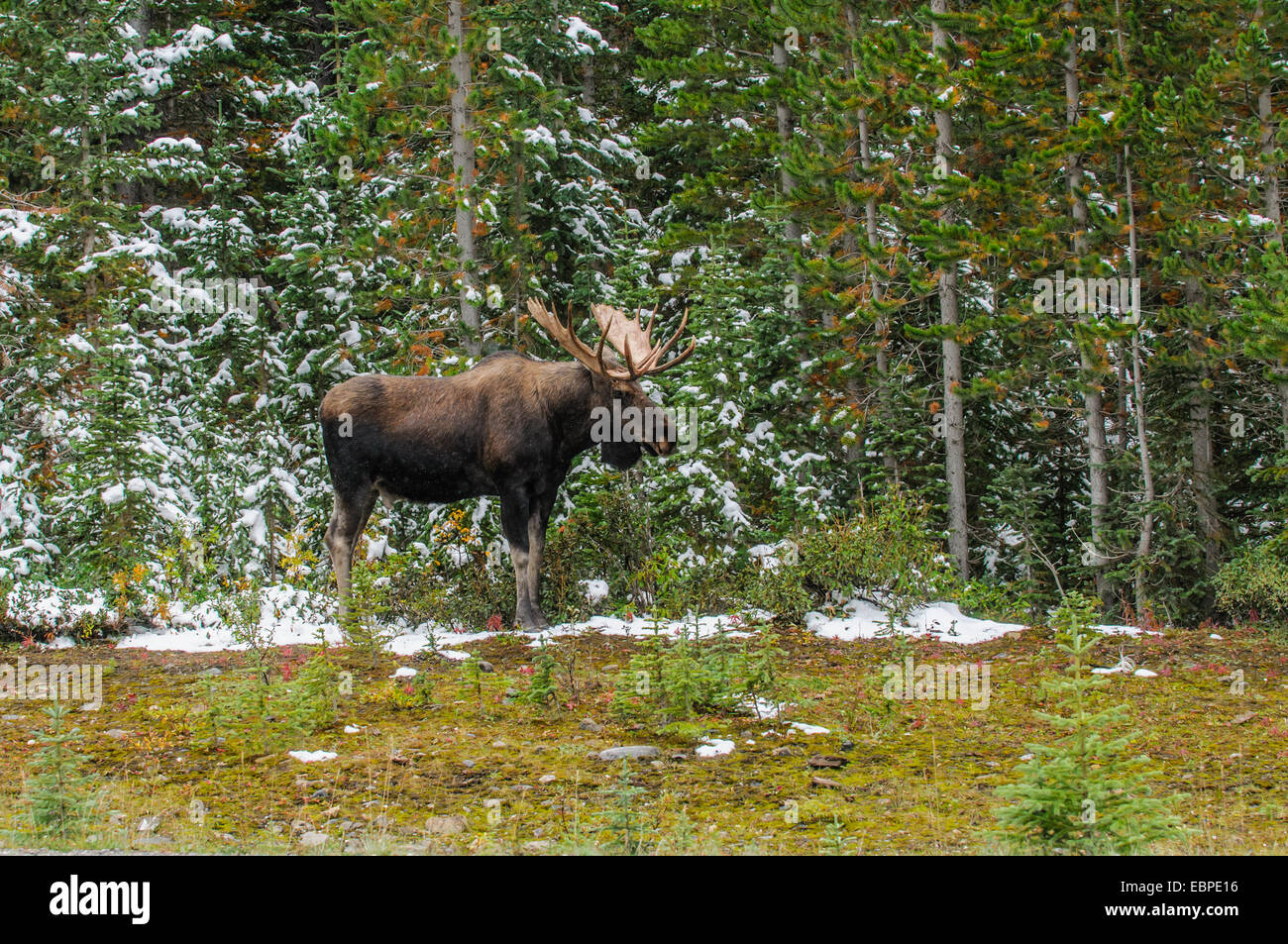 Wild Canadian Bull Moose with Antlers on a parkway roadside in the Snow ...
