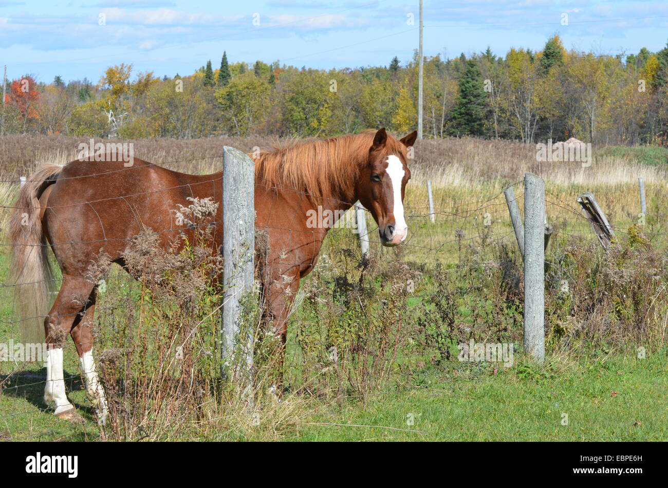 Brown horse legs hi-res stock photography and images - Alamy