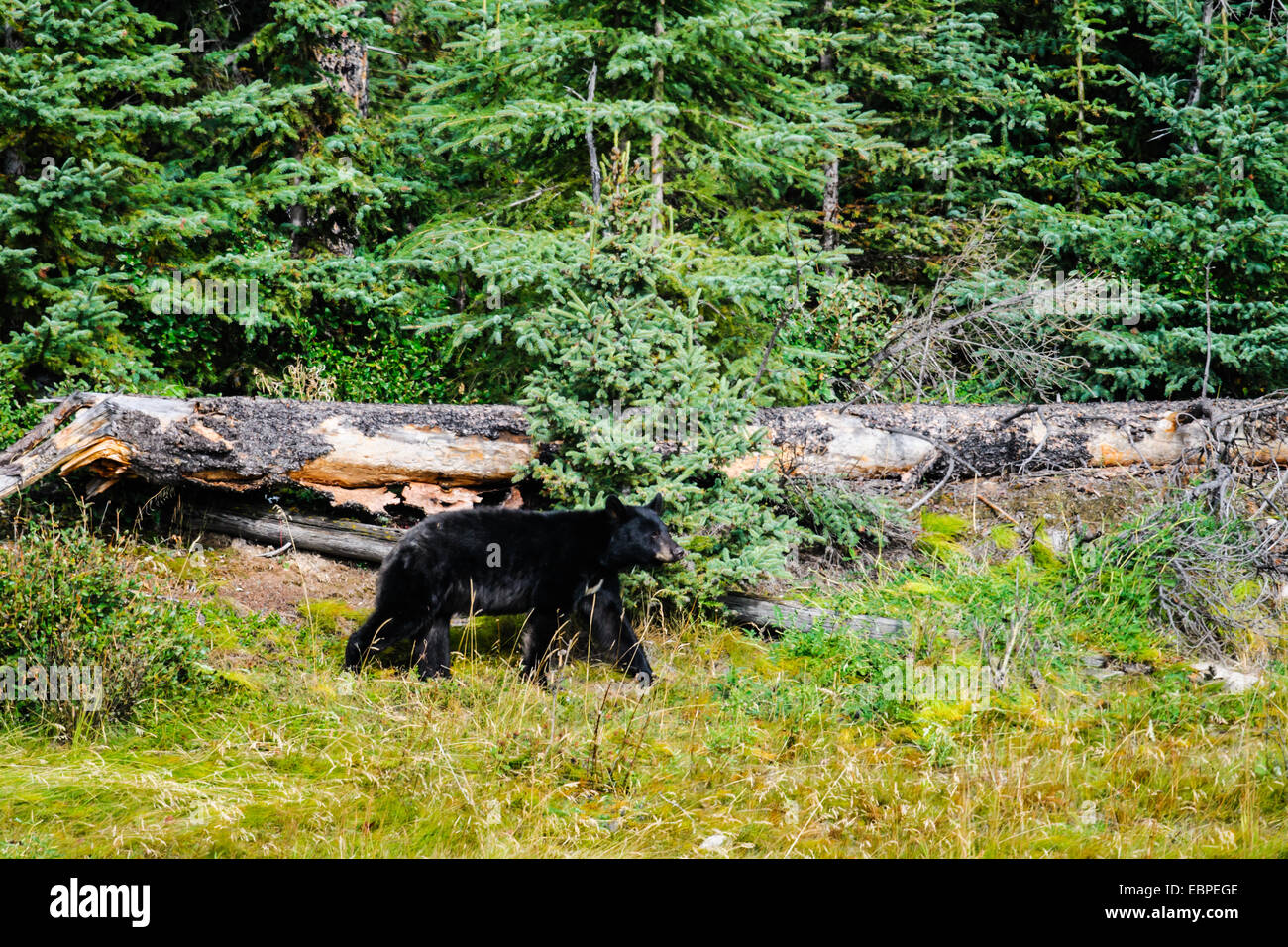 American Black Bear in a mountain meadow, Banff National Park Alberta ...
