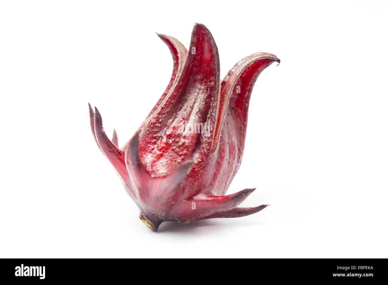 Red roselle flower Cut Out Stock Images & Pictures - Alamy