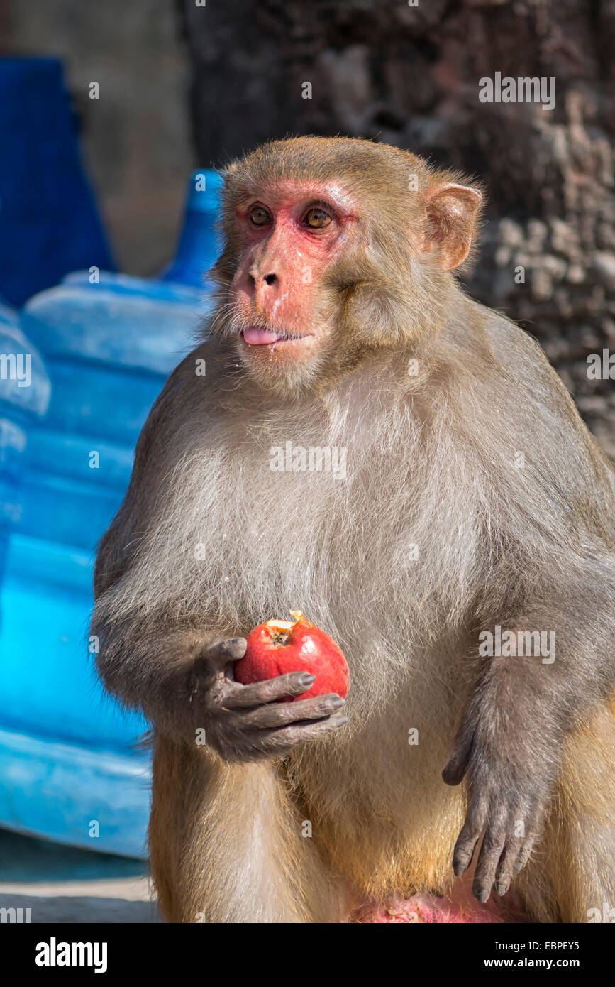 Monkey at Temple in Kathmandu, Nepal Stock Photo - Alamy