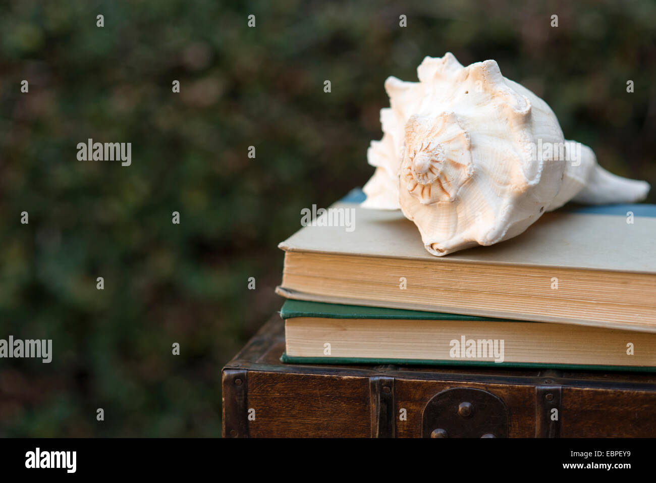 Conch shell on a stack of books with copy space Stock Photo - Alamy