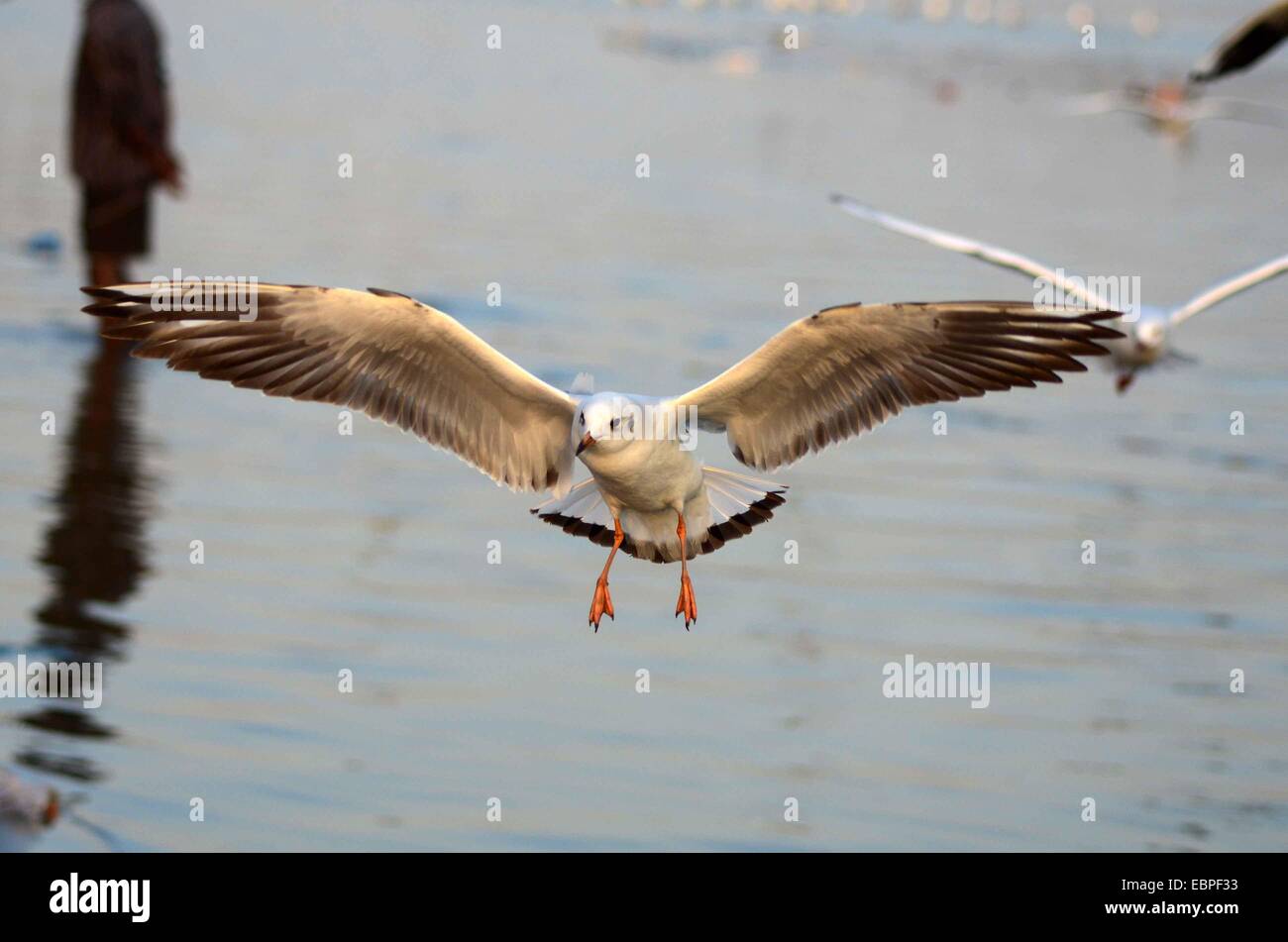 A siberian sea gull flying at Sangam in Allahabad. © Prabhat Kumar ...