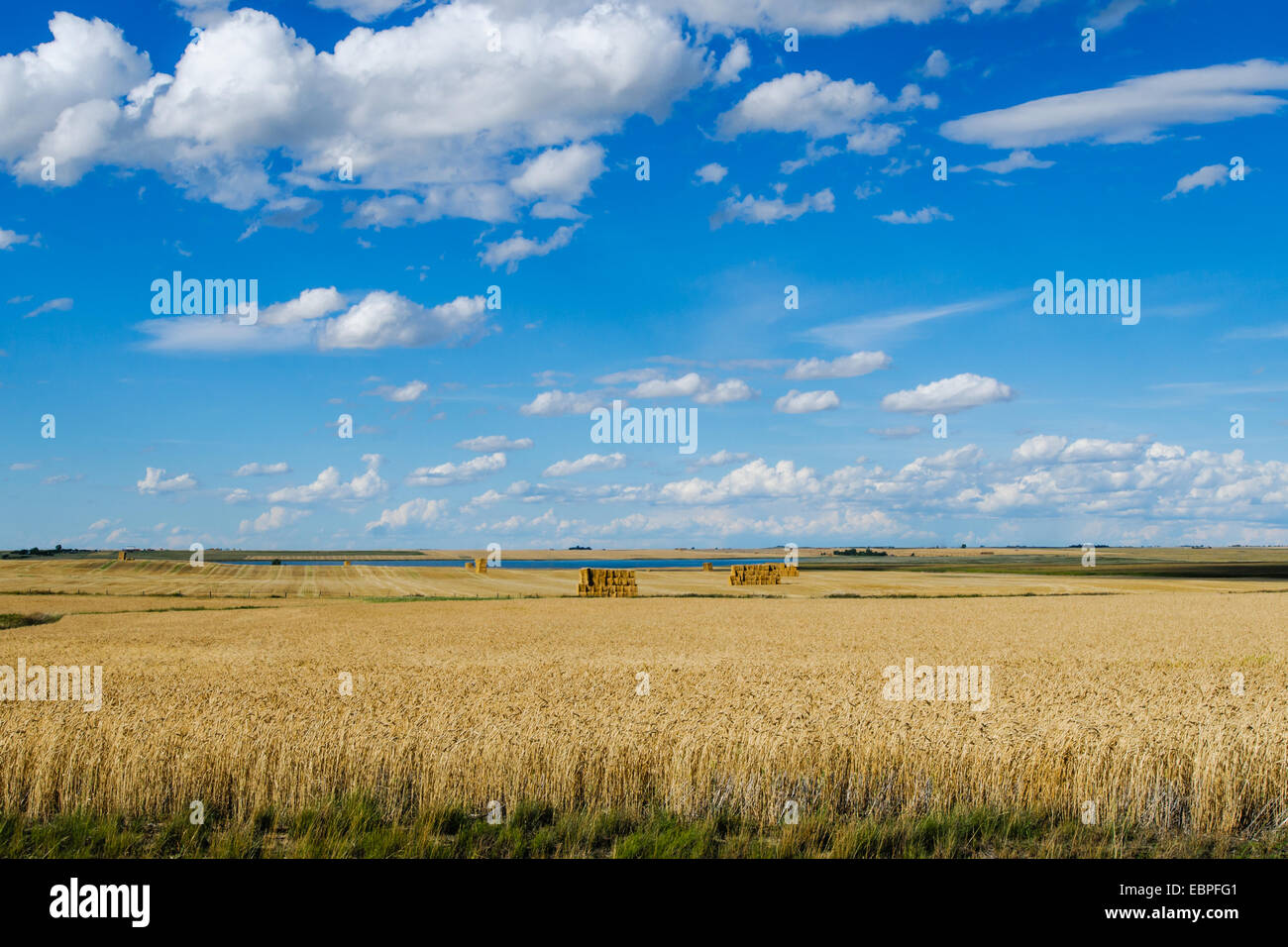 Canadian Prairies Wheat Fields