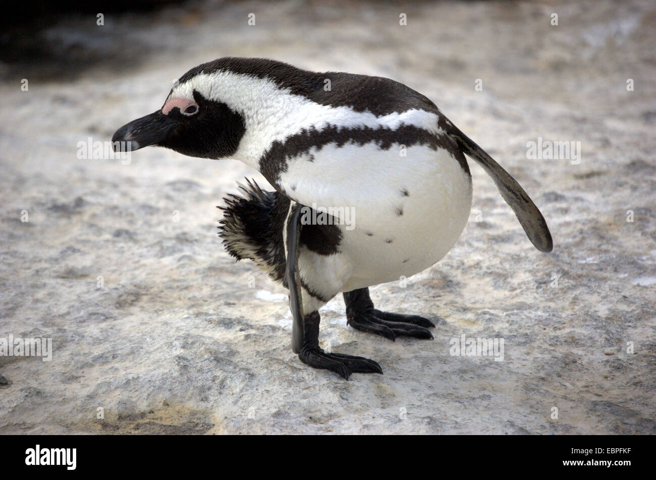 Penguin rock hi-res stock photography and images - Alamy