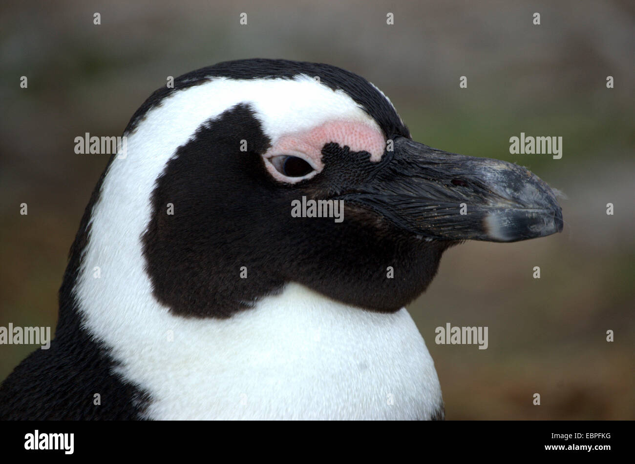 Penguin head hi-res stock photography and images - Alamy