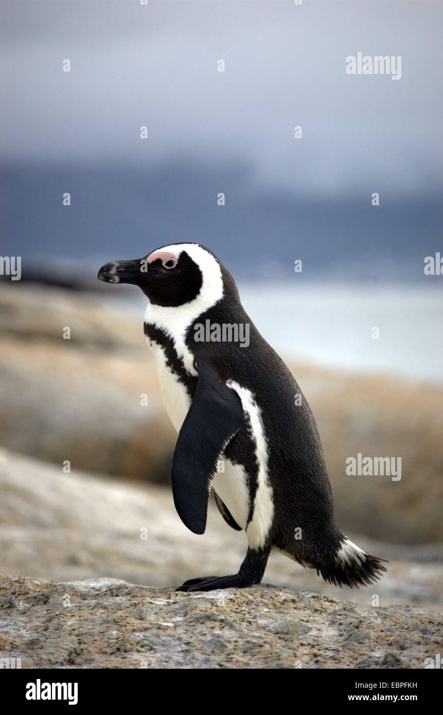 Penguin rock hi-res stock photography and images - Alamy