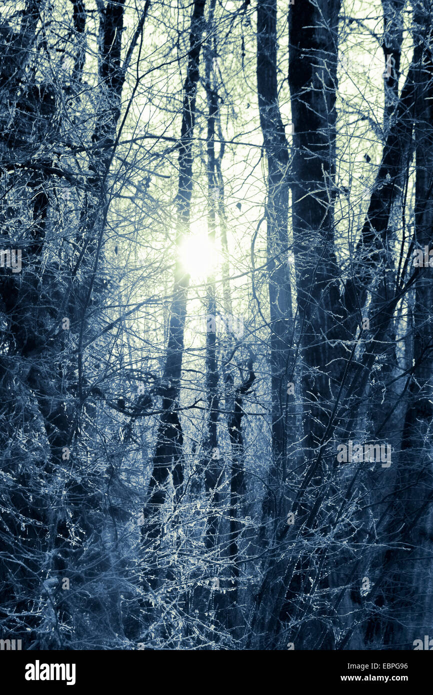 Low winter sun through trees in an Alaskan birch forest with frost ...