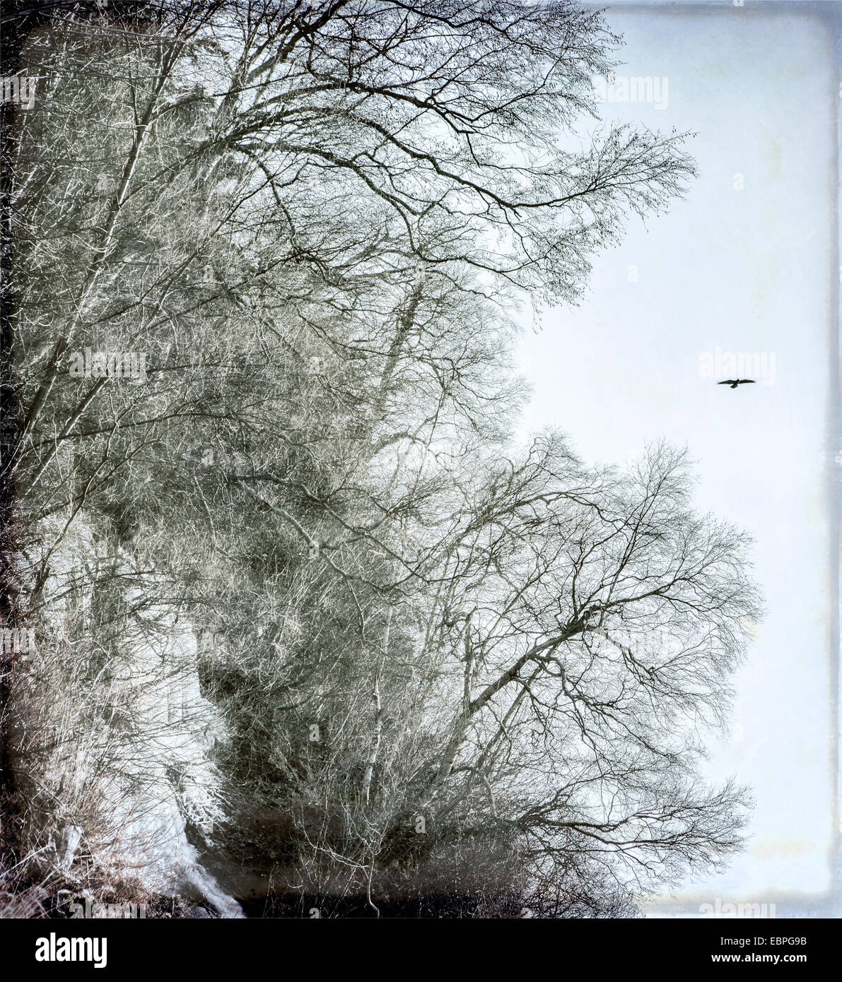 Raven in an Alaskan sky with bare birch trees and an ice fall processed ...