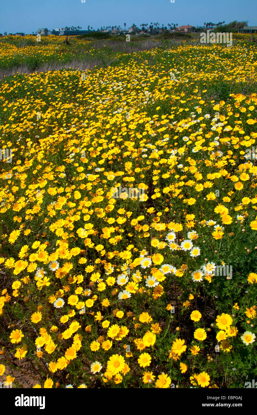 Tijuana slough national wildlife hi-res stock photography and images ...