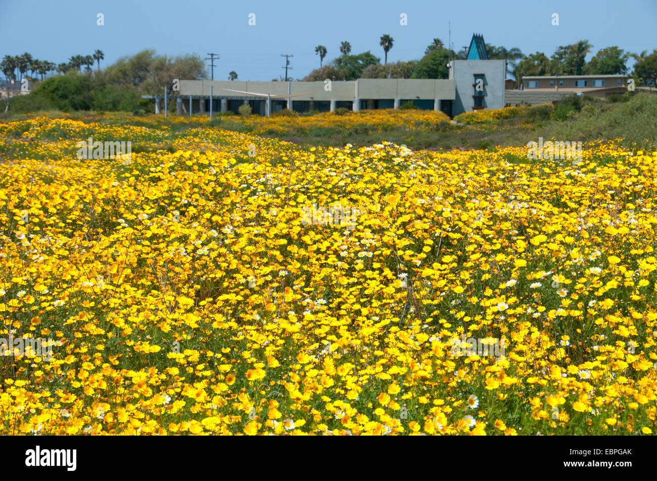 Tijuana slough national wildlife hi-res stock photography and images ...