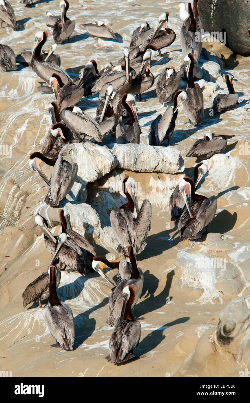 Roosting pelicans hi-res stock photography and images - Alamy