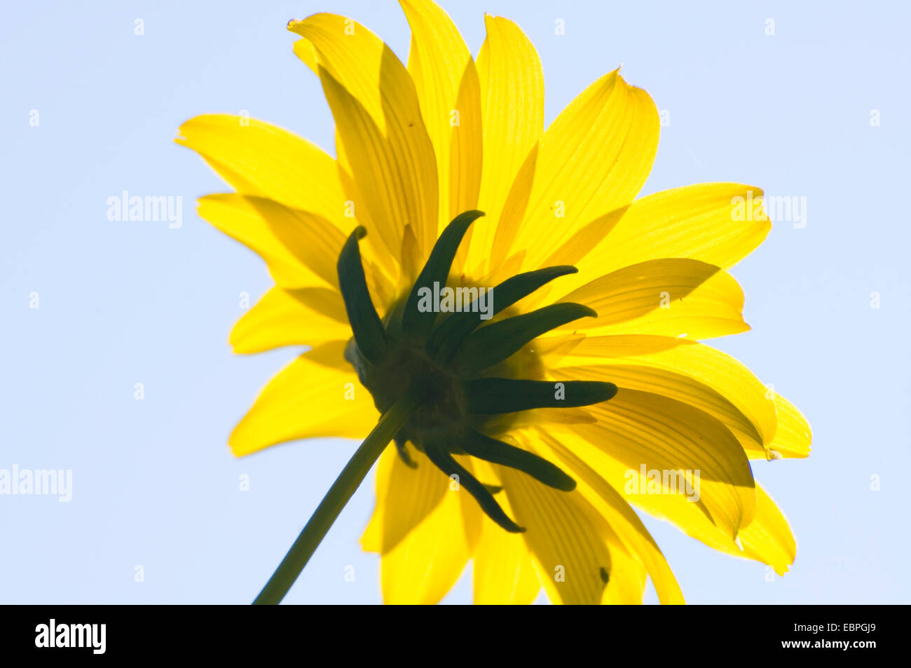 Coreopsis maritima hi-res stock photography and images - Alamy