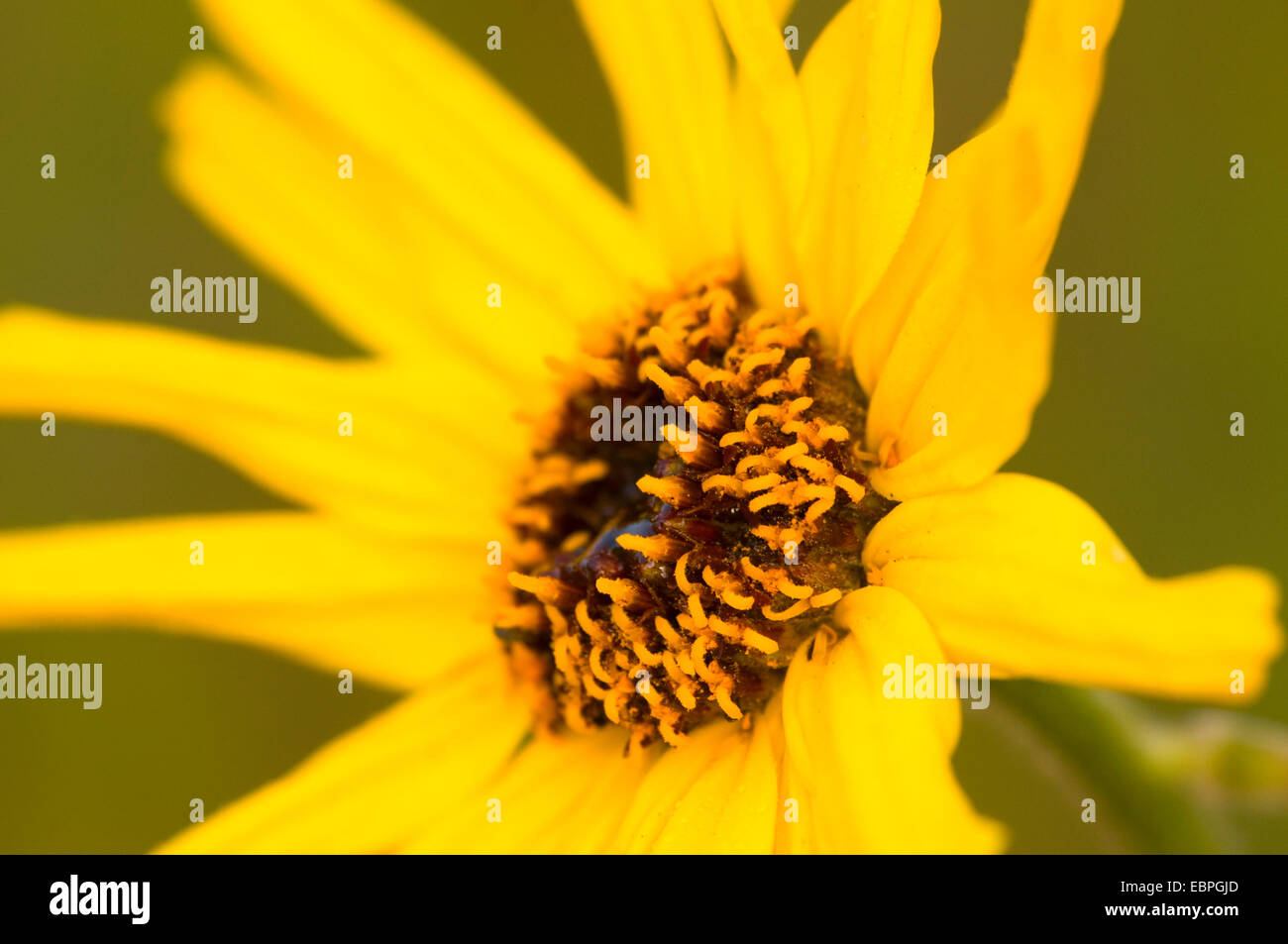 Coreopsis maritima hi-res stock photography and images - Alamy