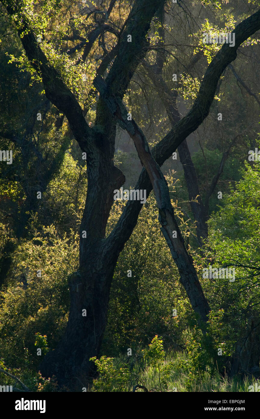 Coast oak, Daley Ranch Conservation Area, Escondido, California Stock ...