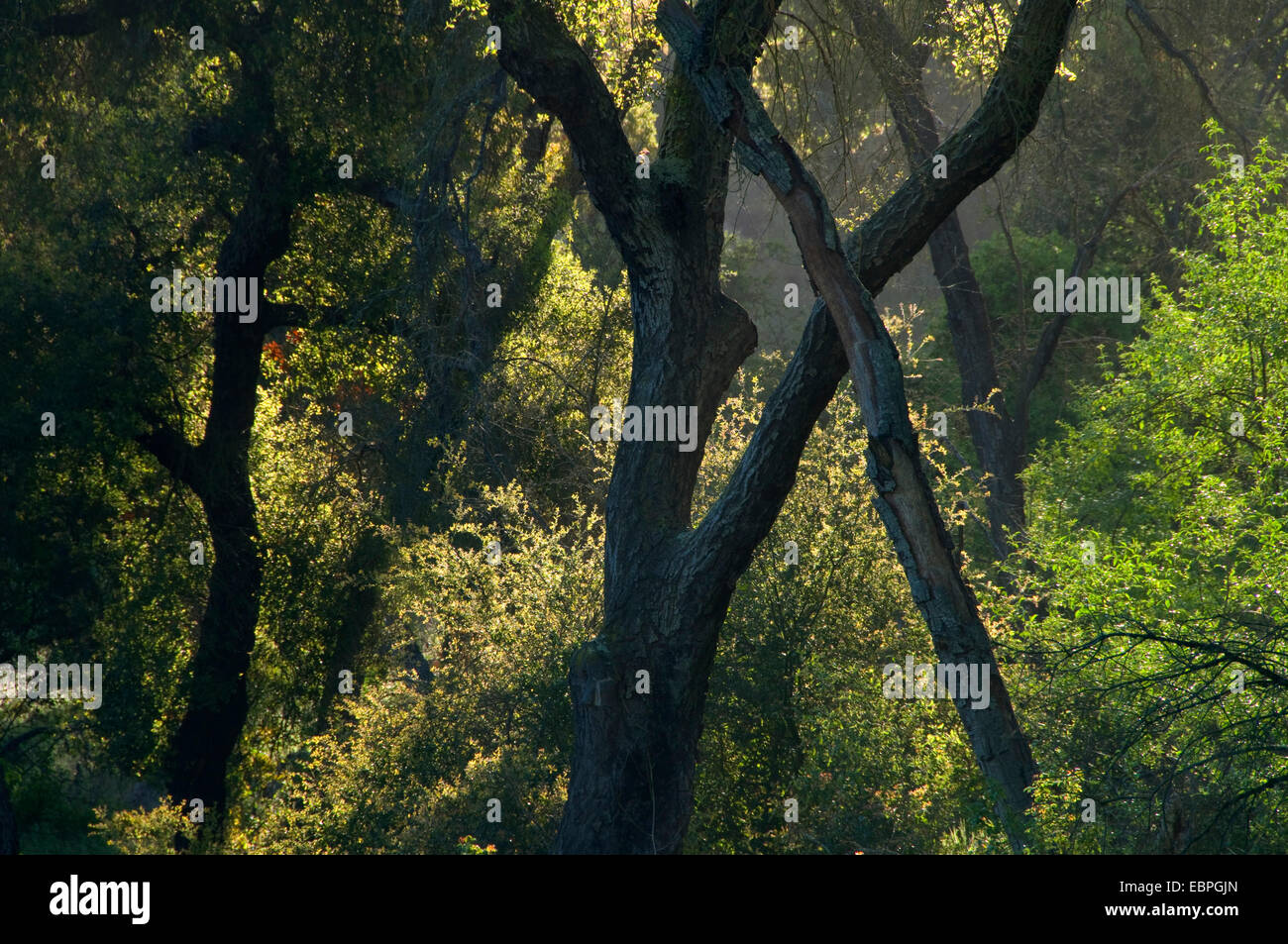 Coast oak, Daley Ranch Conservation Area, Escondido, California Stock ...