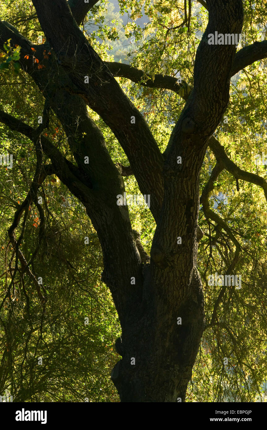 Coast oak, Daley Ranch Conservation Area, Escondido, California Stock ...