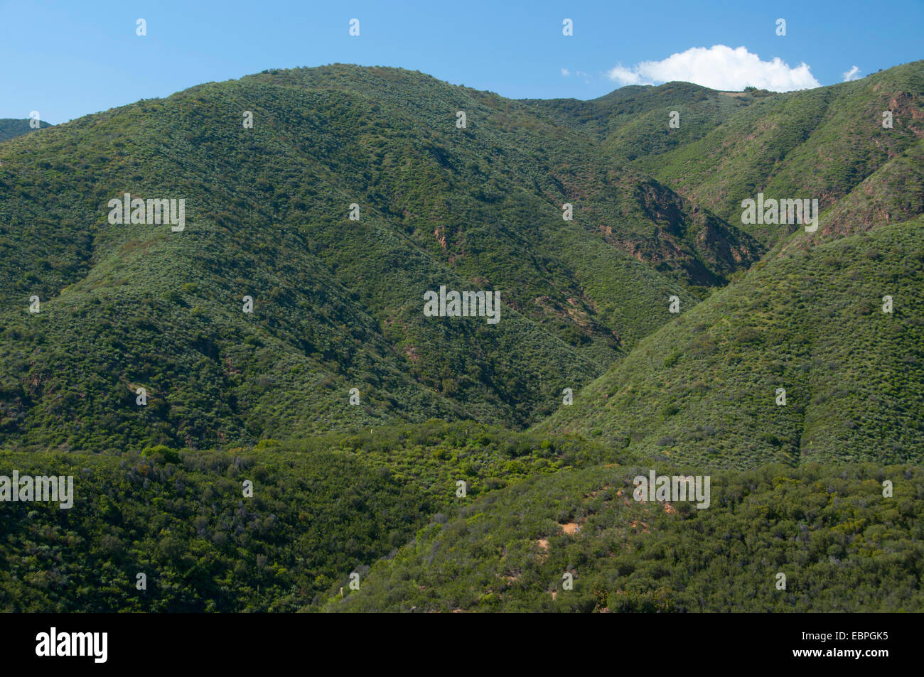 Chaparral-covered mountains off Fishermans Camp Trail, San Mateo ...