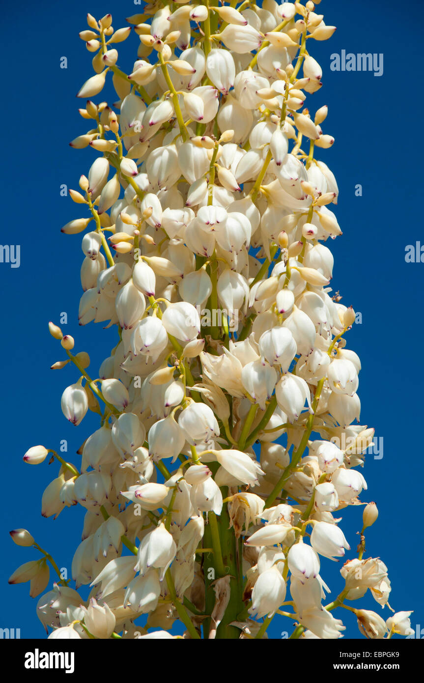Yucca blooms hi-res stock photography and images - Alamy