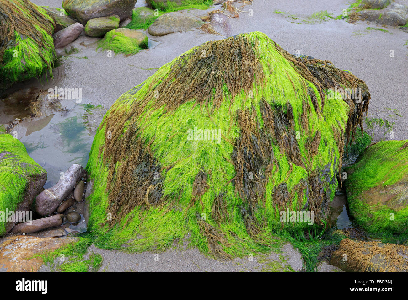 Stones with mud and seaweed on the beach of Atlantic Ocean Stock Photo ...