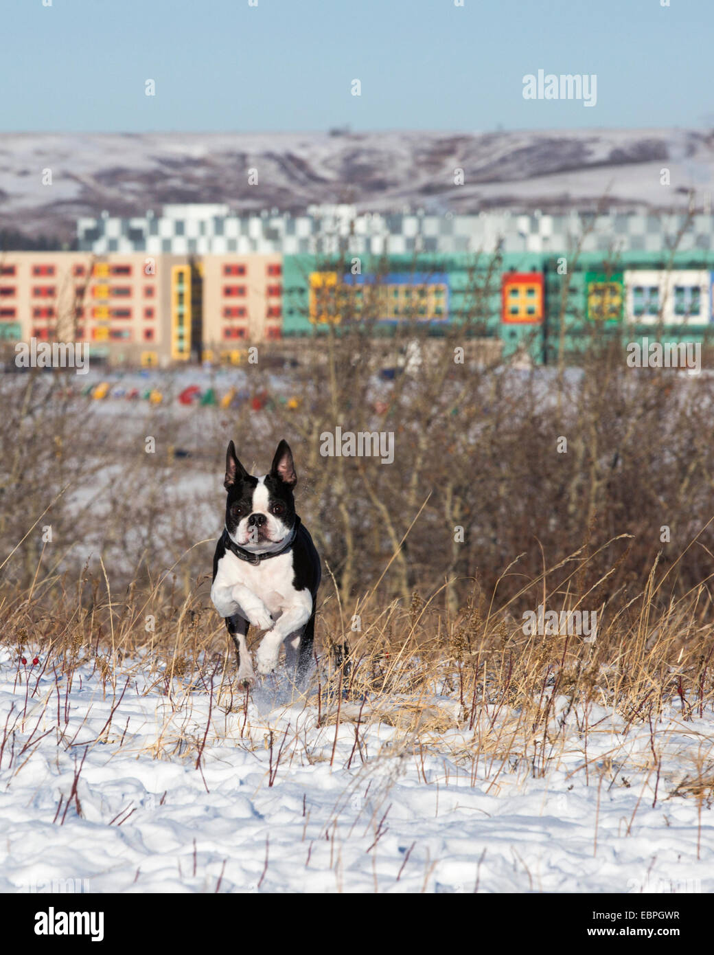 Boston dog parks hi-res stock photography and images - Alamy
