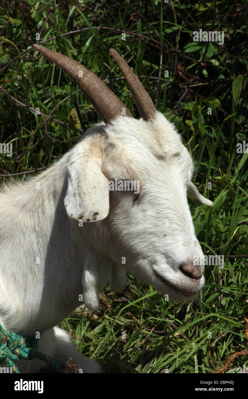 A white goat in a farmers pasture in Cotacachi, Ecuador Stock Photo - Alamy