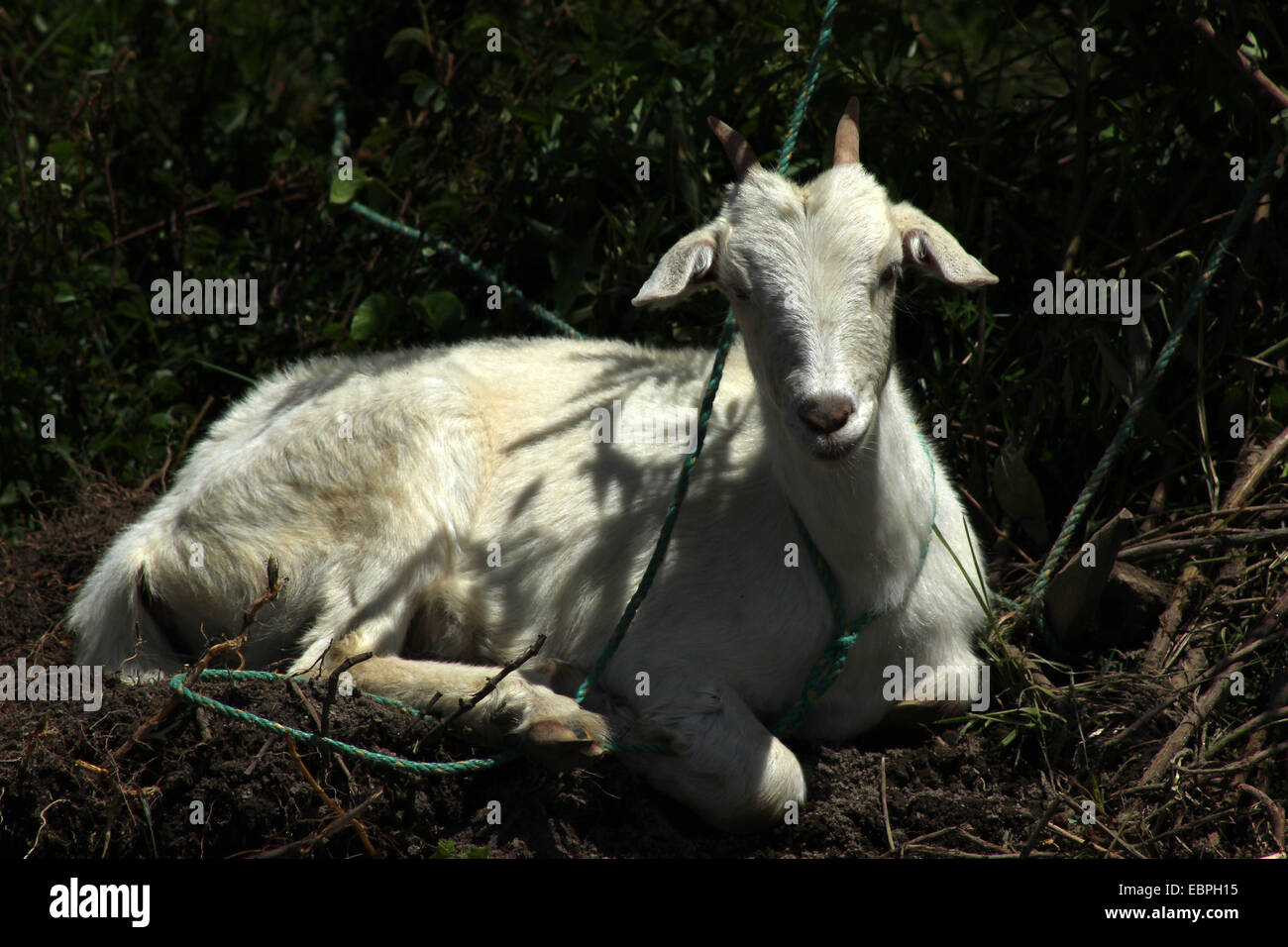 A white goat in a farmers pasture in Cotacachi, Ecuador Stock Photo - Alamy
