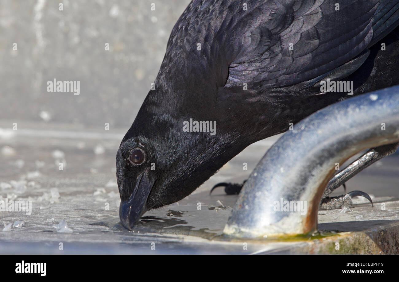 Crow drinking hi-res stock photography and images - Alamy