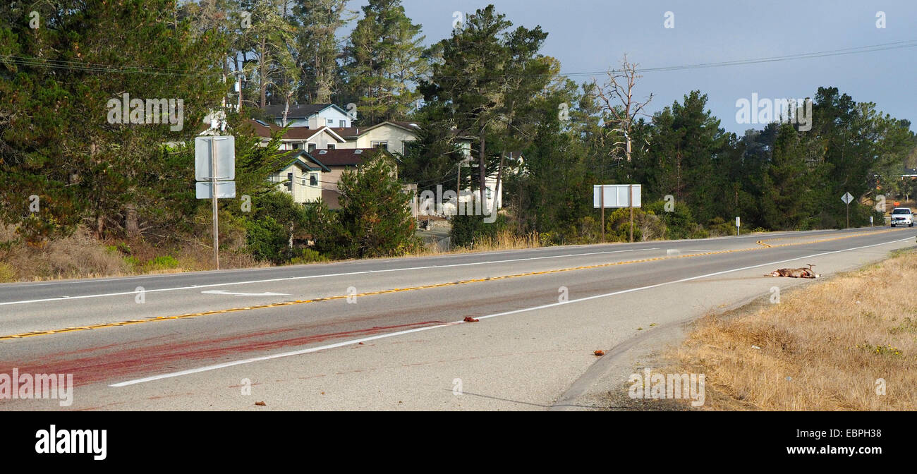 Dead deer shoulder of pch trail of blood on highway hi-res stock ...