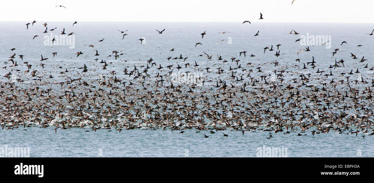 Huge flock of sooty shearwaters taking off pacific ocean hi-res stock ...