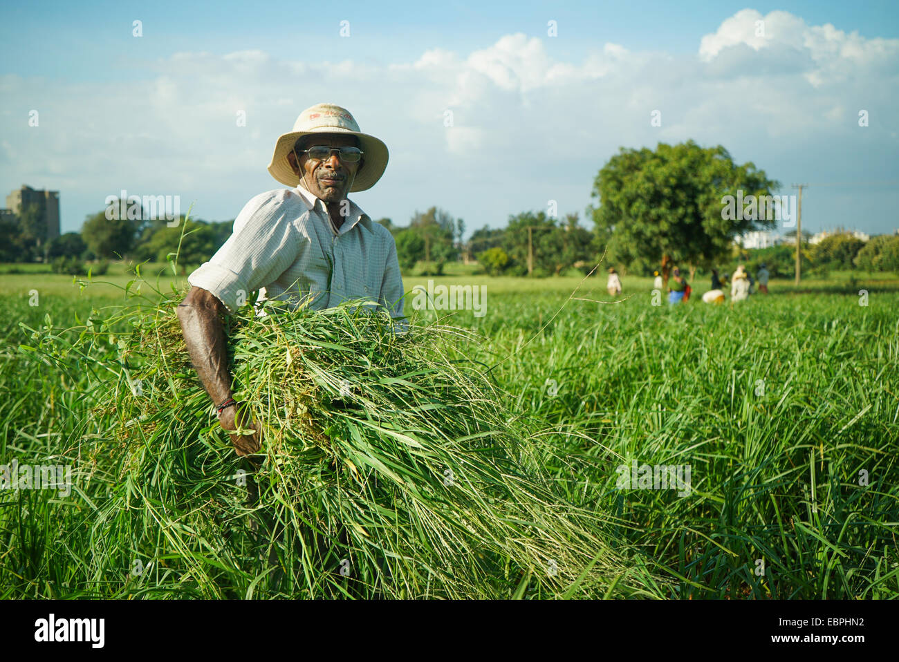 Indian Farmer working at field Stock Photo - Alamy