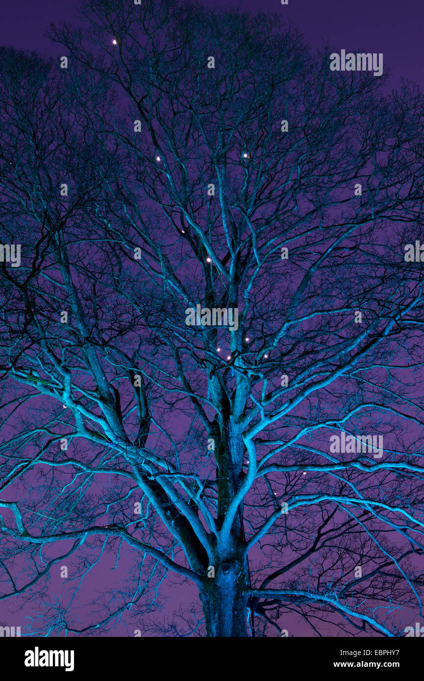 Enchanted Christmas. Colourful lit up trees at Westonbirt Arboretum ...